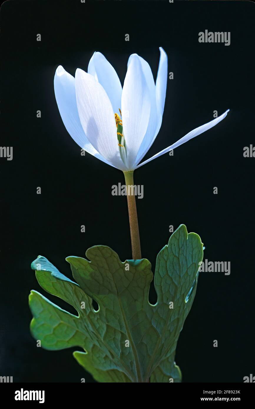 Spring ephemerals hi-res stock photography and images - Alamy