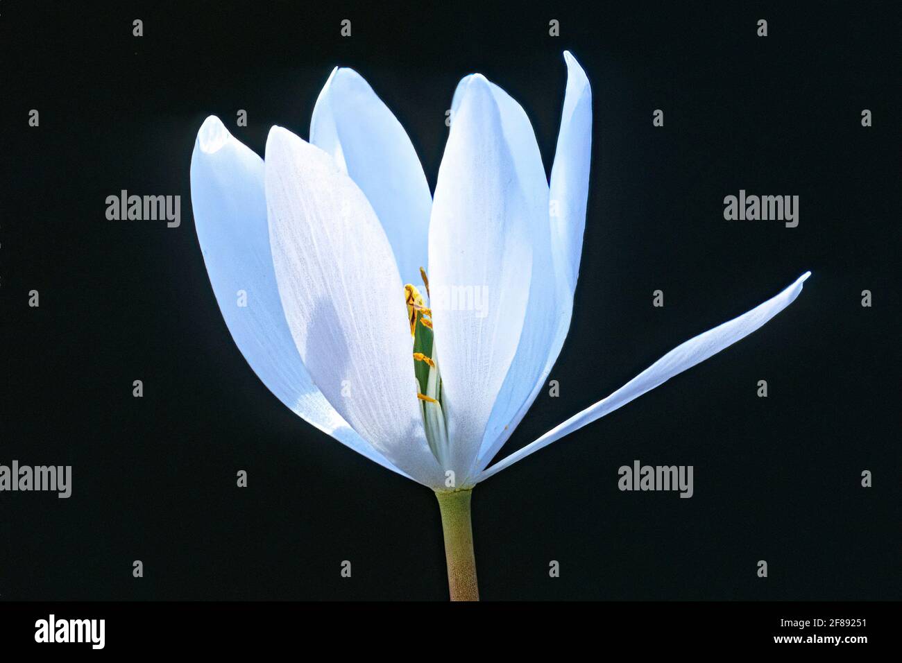 Blood spring hi-res stock photography and images - Alamy