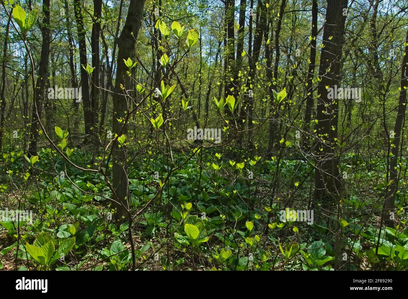 Early spring growth in woodland habitat Stock Photo - Alamy