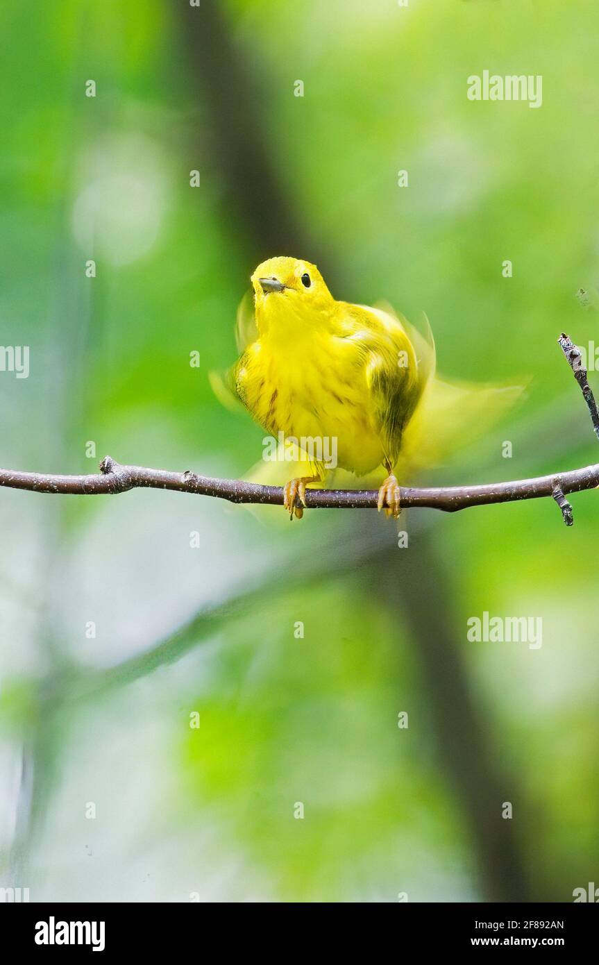 Yellow warbler during spring migration Stock Photo - Alamy