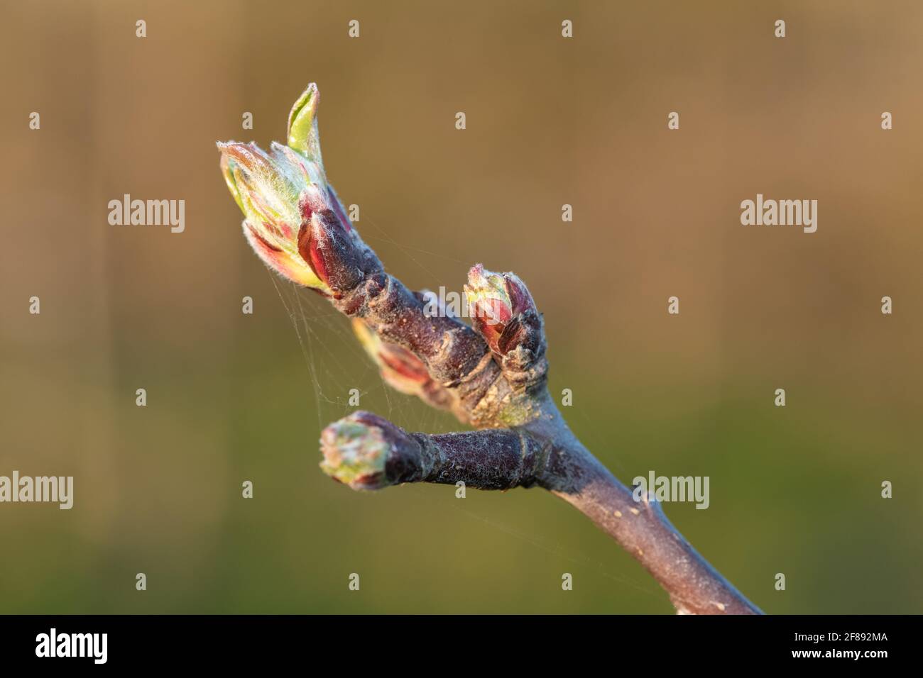 Macro shot of apple buds at the budburst growth stage Stock Photo - Alamy