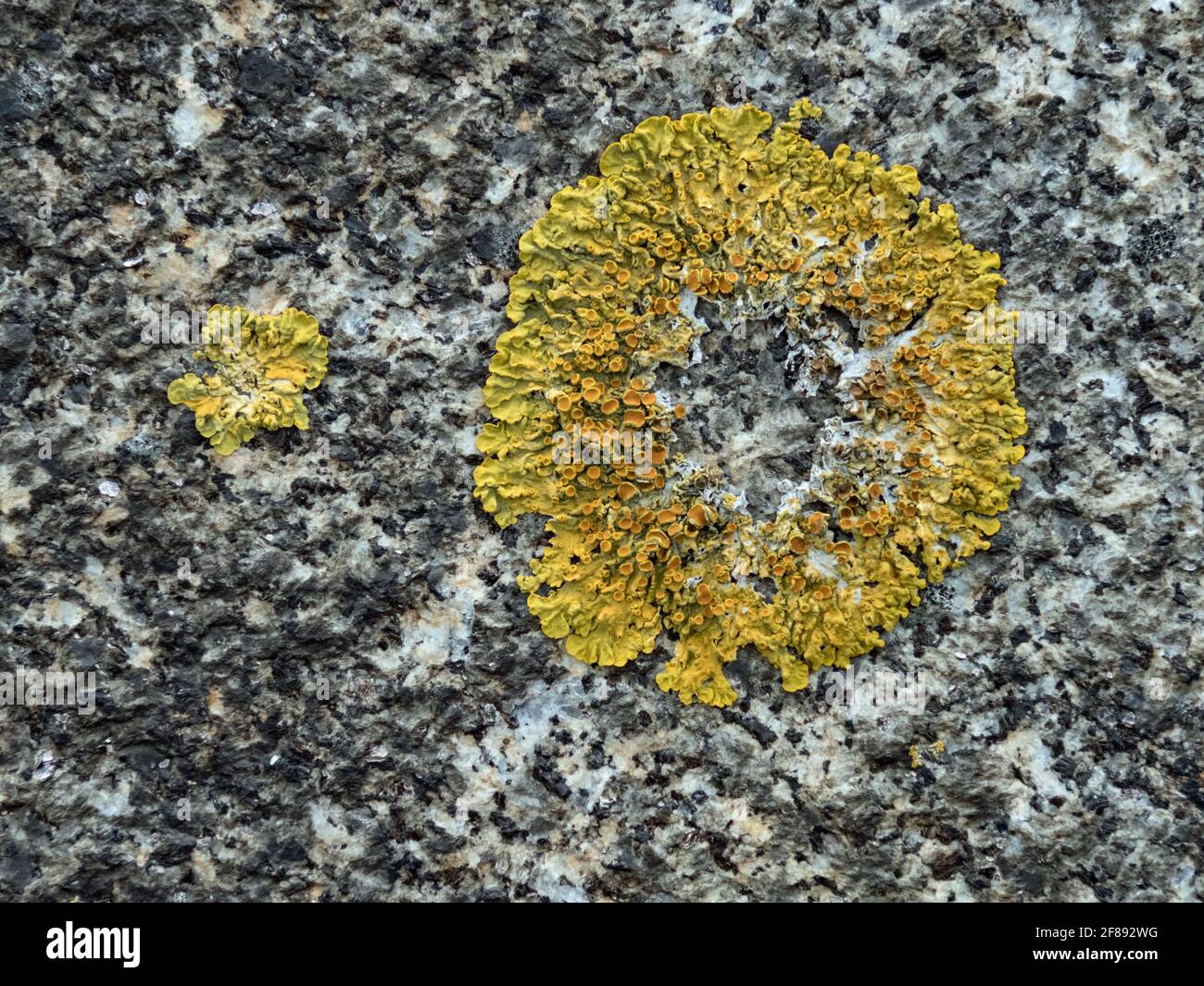 Lichen circular hi-res stock photography and images - Alamy