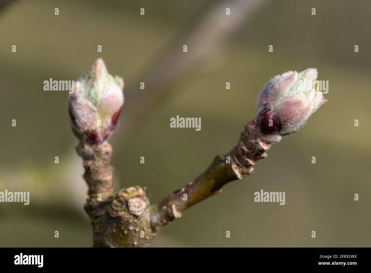 Macro shot of apple buds at the budburst growth stage Stock Photo - Alamy