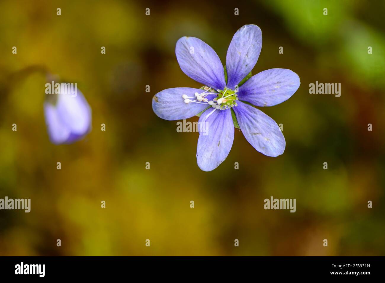 Hepatica nobilis common hepatica liverleaf common hepatica hi-res stock ...