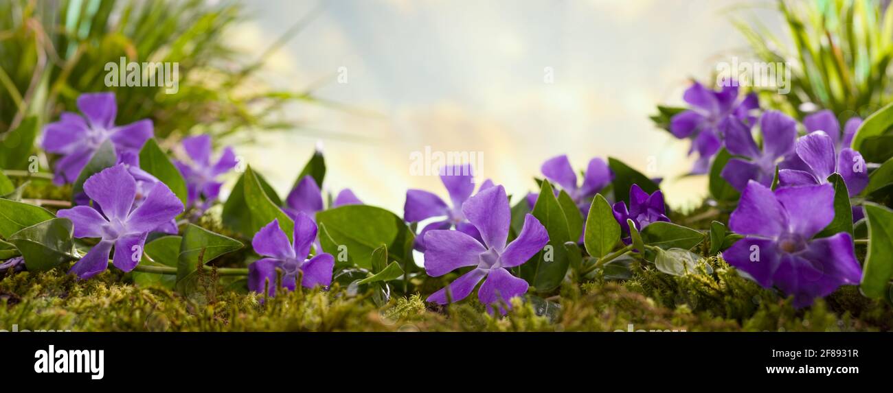 Wildflower mist sun hi-res stock photography and images - Alamy