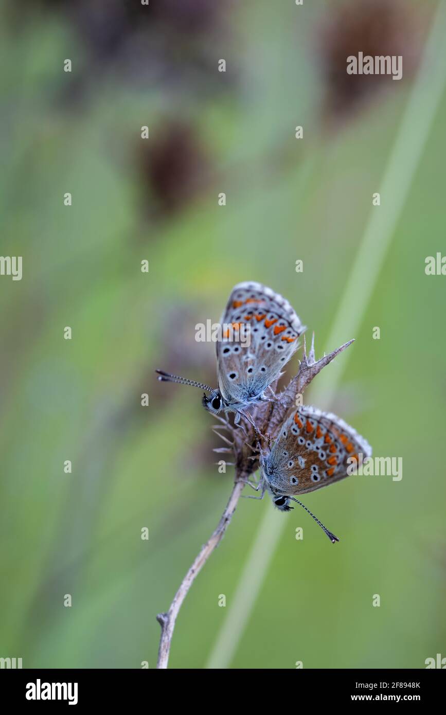 Butterflies in their natural environment Stock Photo - Alamy