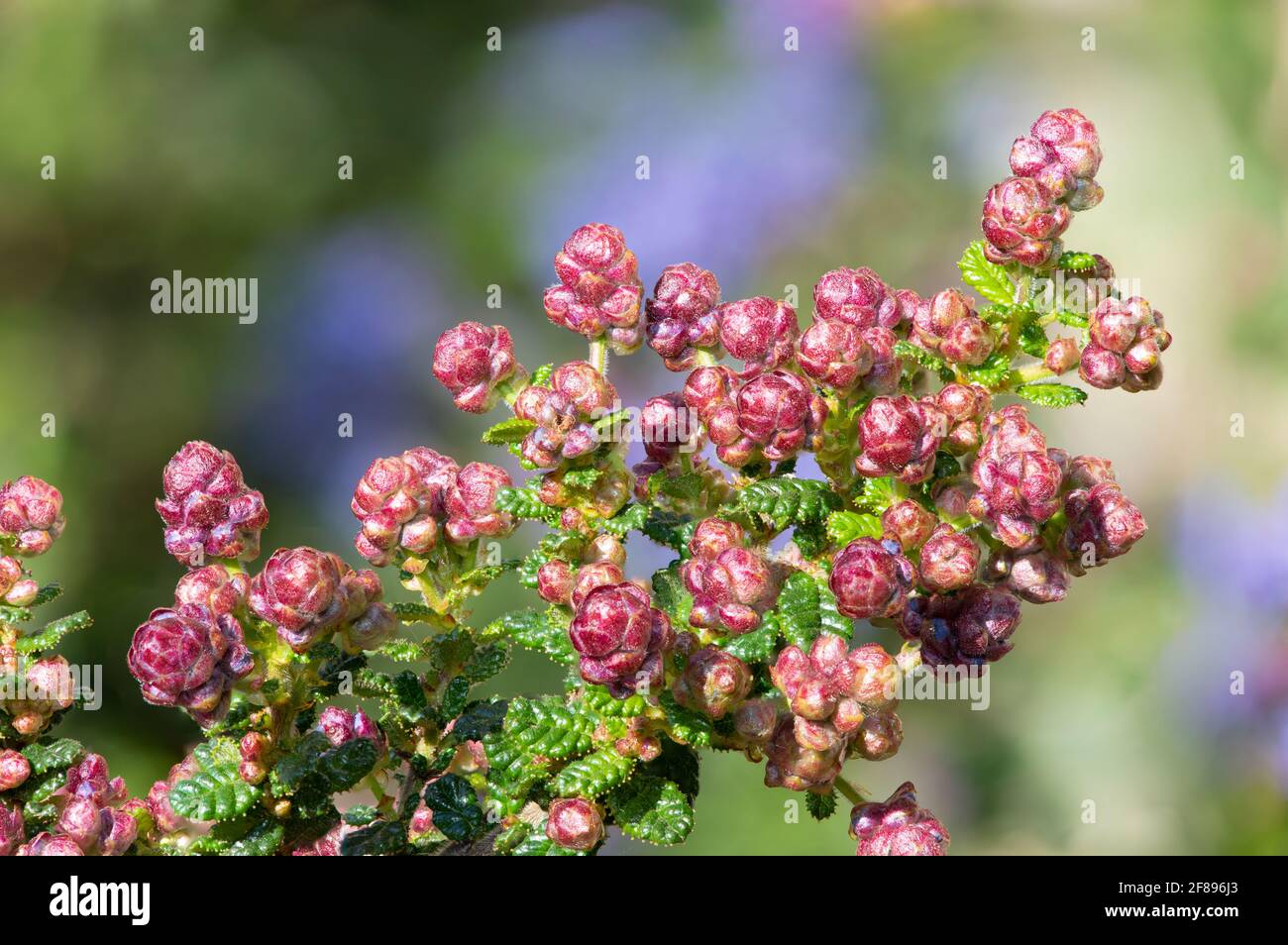 Close up of buds on a California lilac (ceanothus) shrub Stock Photo ...