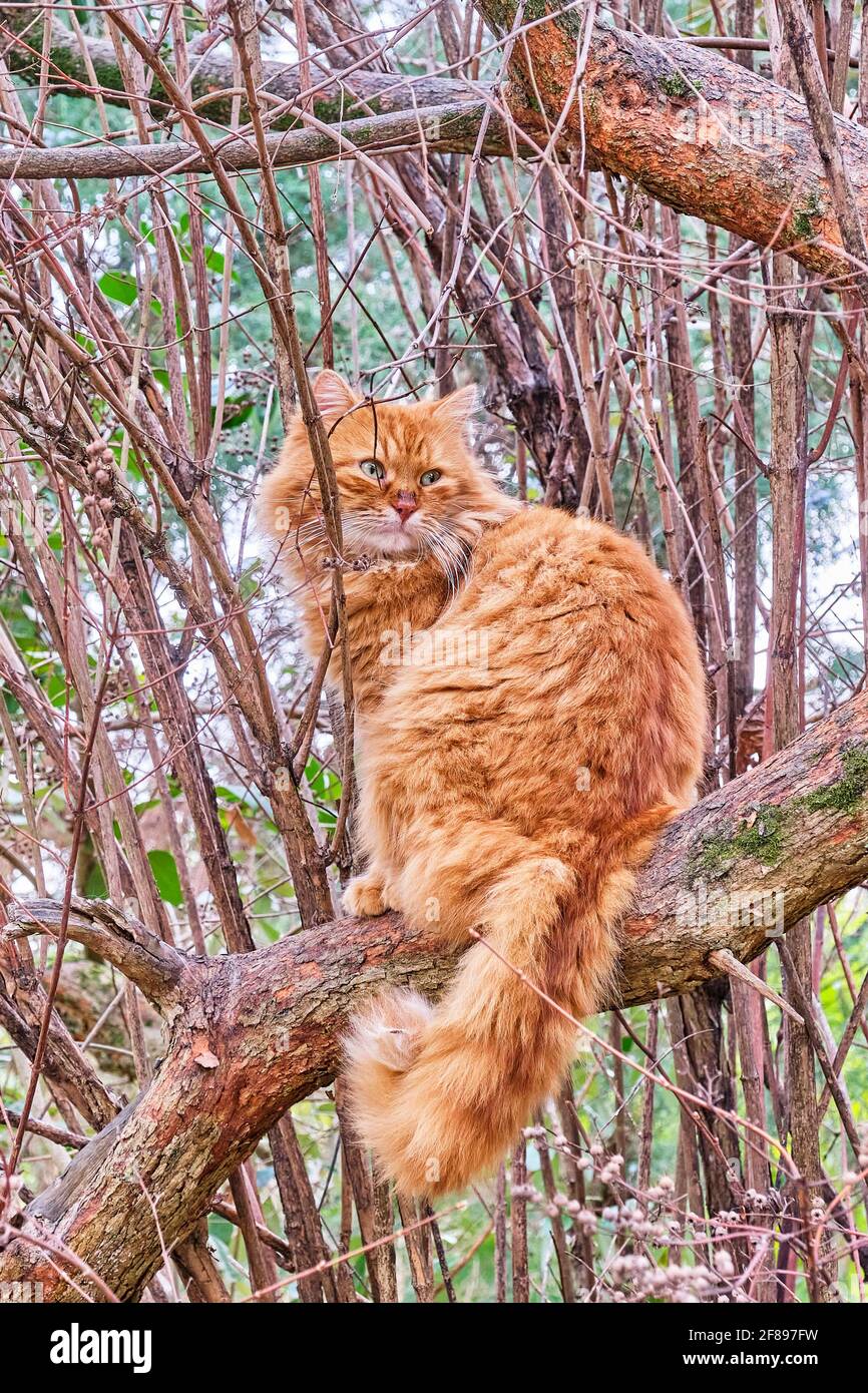 A wonderful feral red cat with green eyes sits on a thick branch and ...