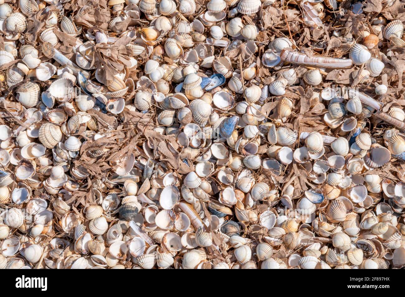 Common british shells hi-res stock photography and images - Alamy