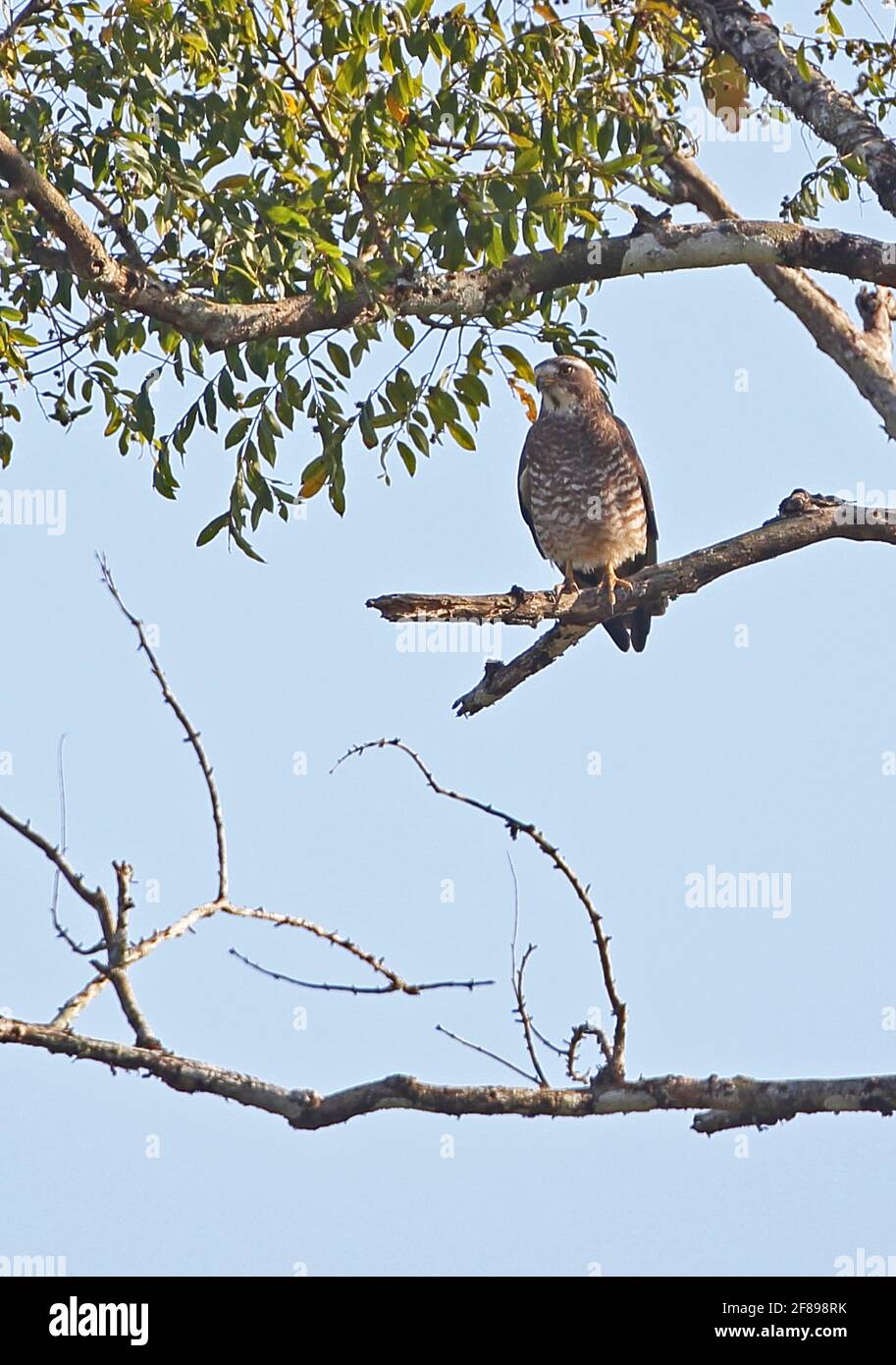 Grey-faced Buzzard (Butastur indicus) adult perched on dead branch ...