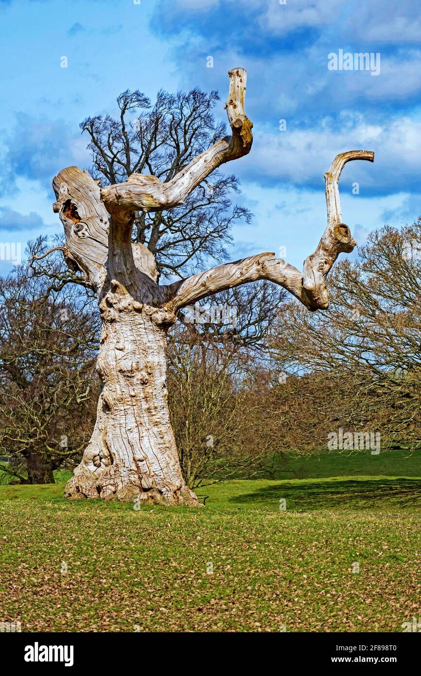 Triffid tree hi-res stock photography and images - Alamy