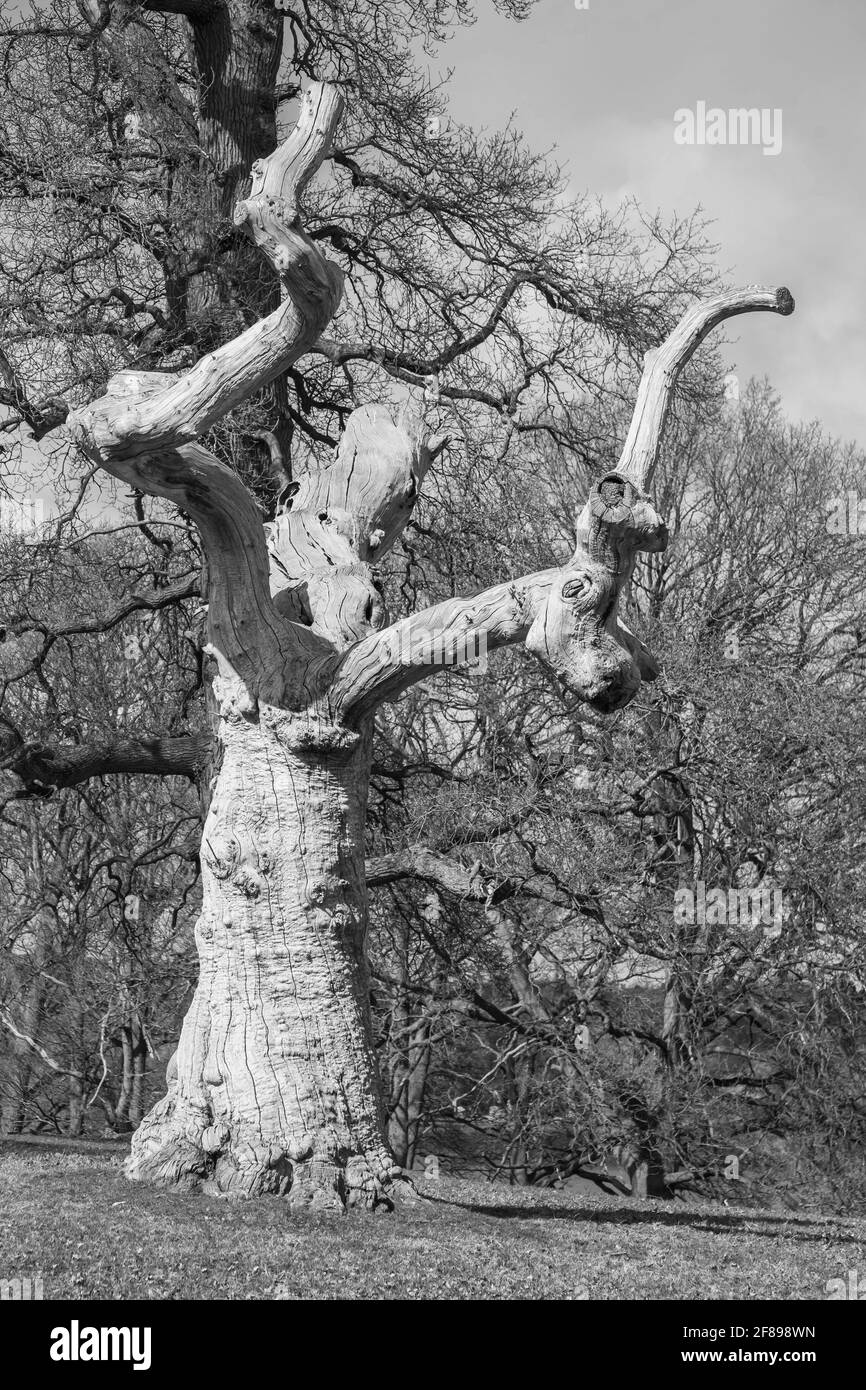 Dead wood: Standing, watching, following? Dead and decaying tree stumps ...