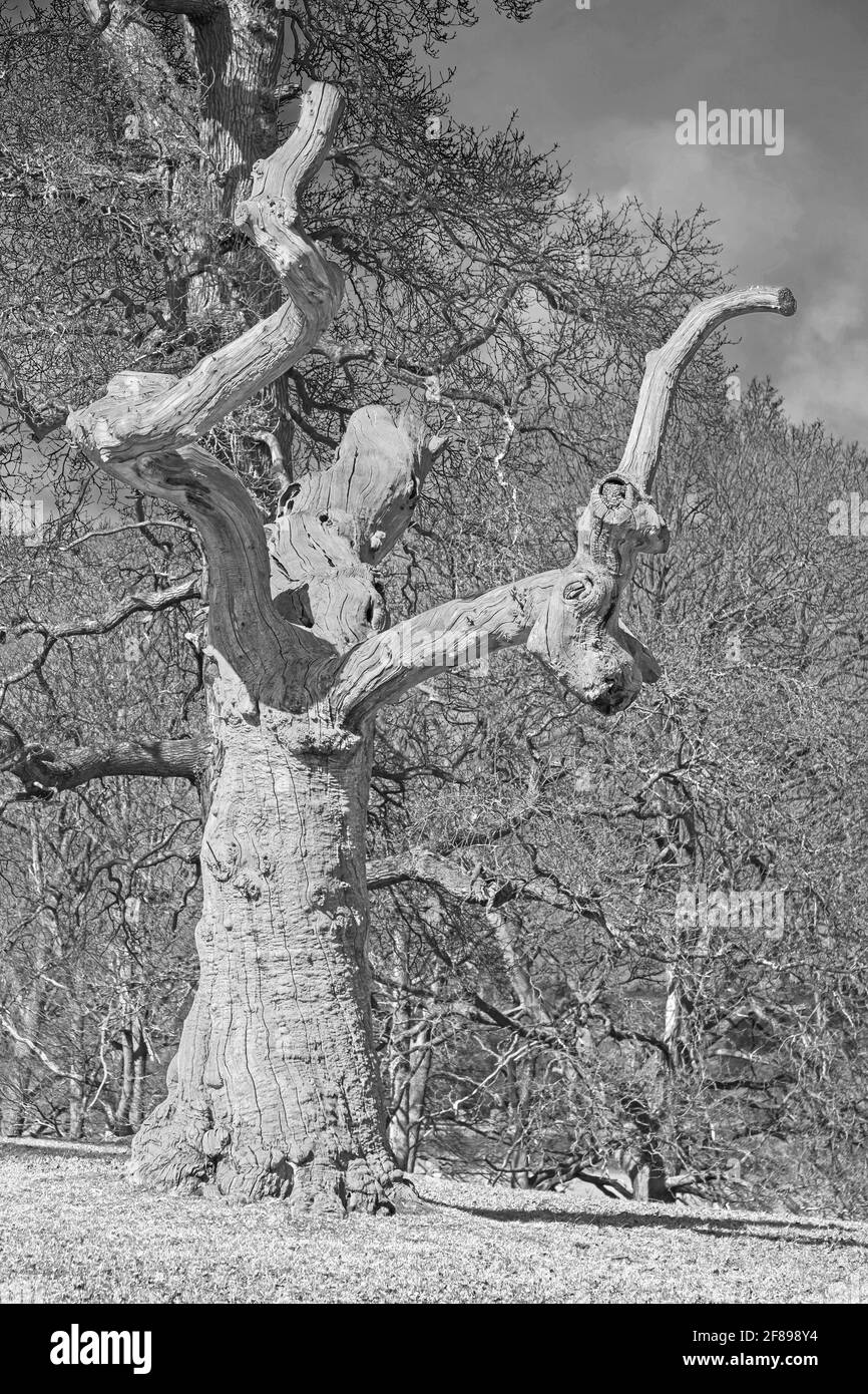 Dead wood: Standing, watching, following? Dead and decaying tree stumps ...