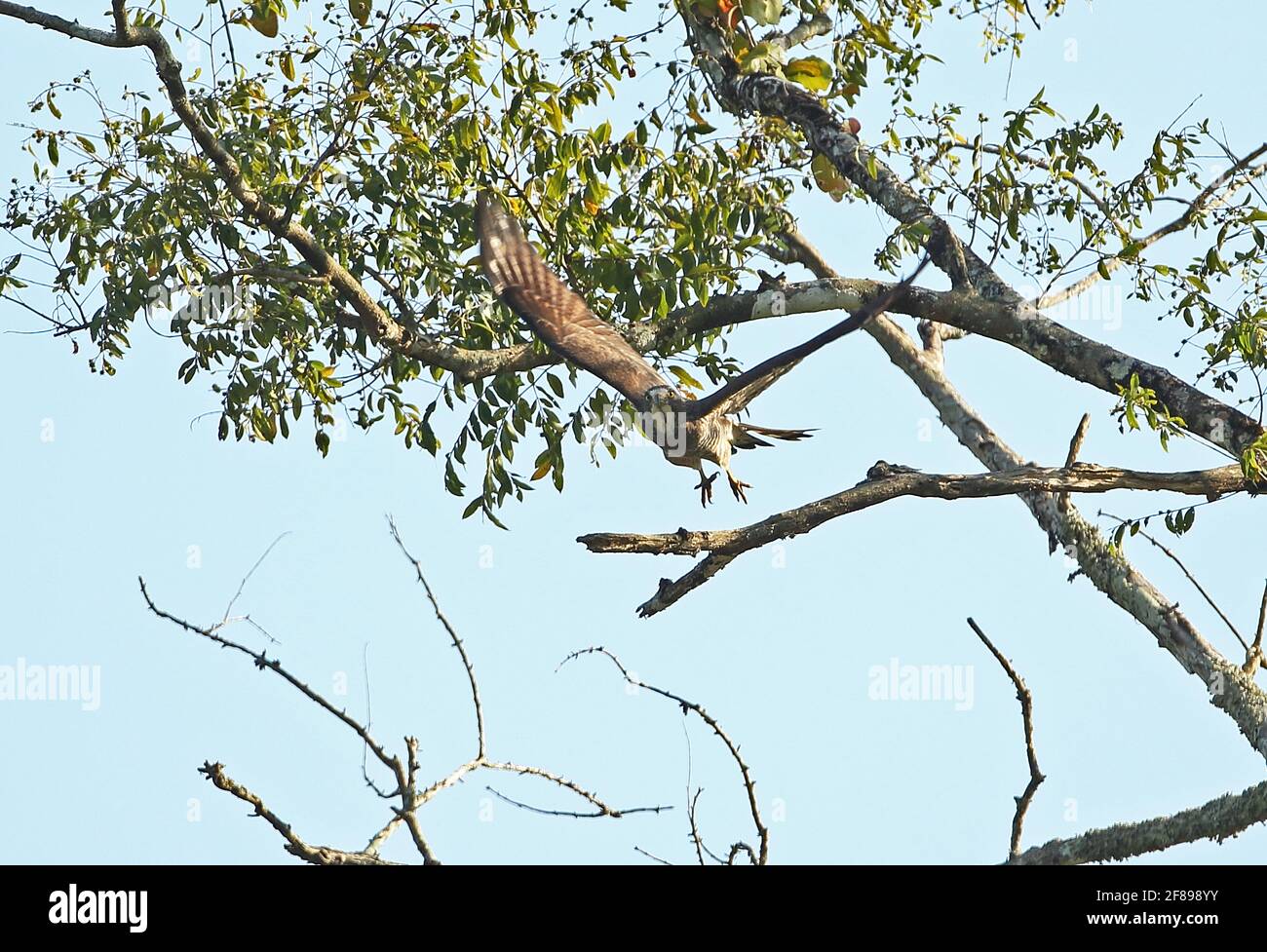 Grey-faced Buzzard (Butastur indicus) adult taking off from tree Seima ...