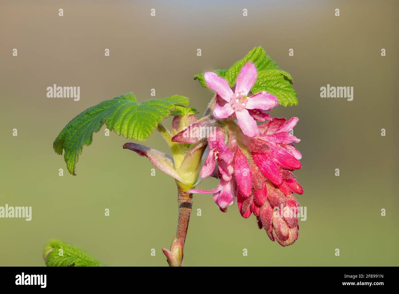 Macro shot of red currant (ribes sanguineum) flowers in bloom Stock ...
