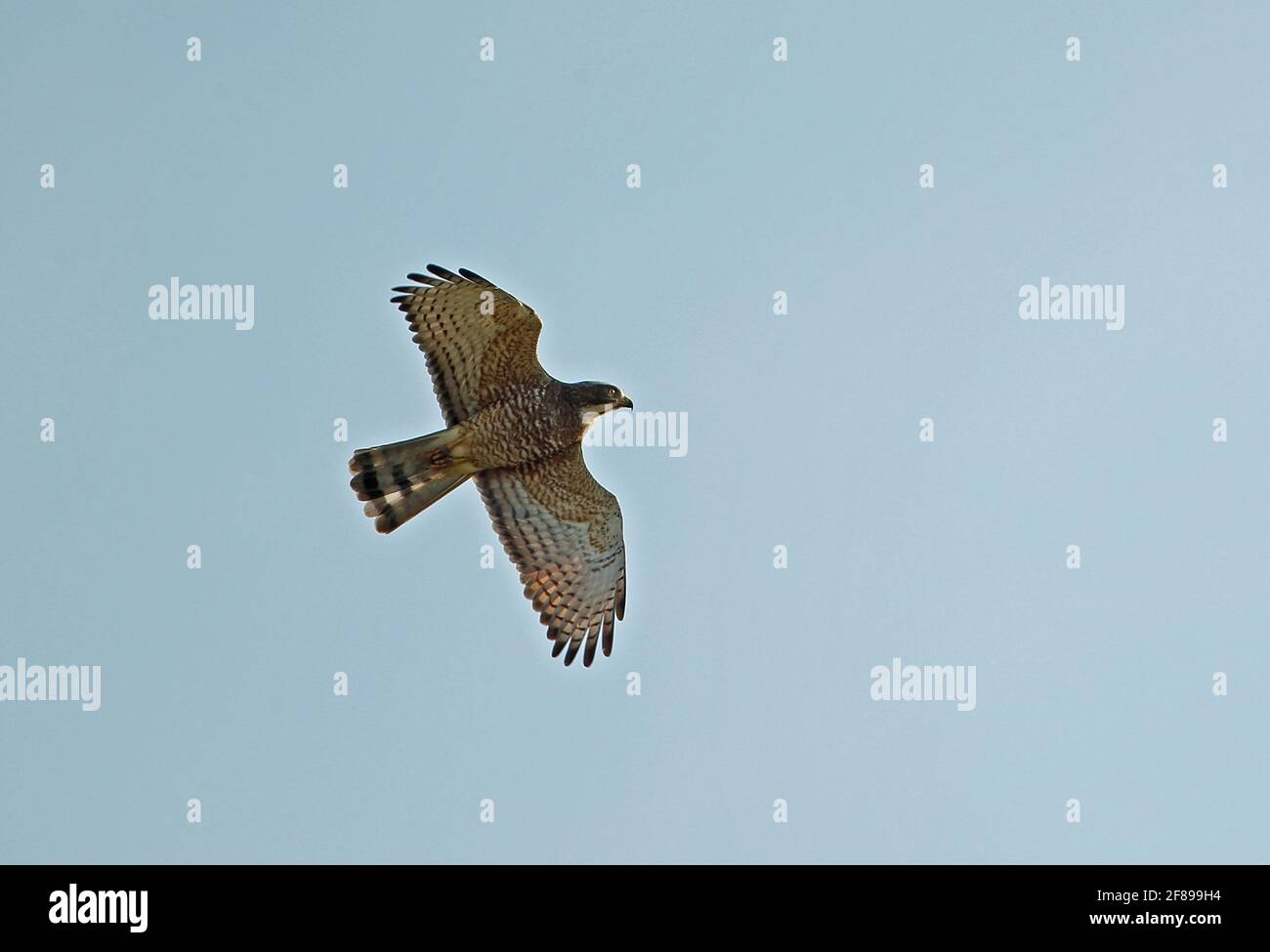 Grey-faced Buzzard (Butastur indicus) adult in flight Seima Protected ...