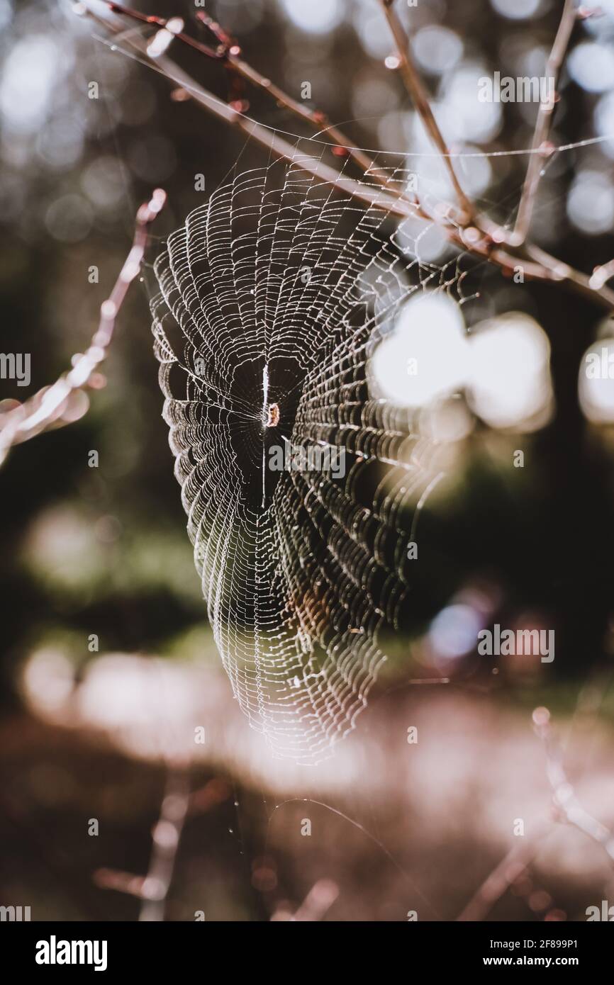 Spider net in a branch spiderweb on a branch hi-res stock photography ...