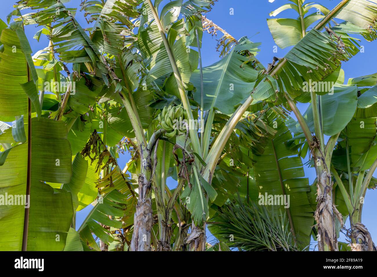 Closeup low-angle shot of banana trees with a bunch growing on a clear ...