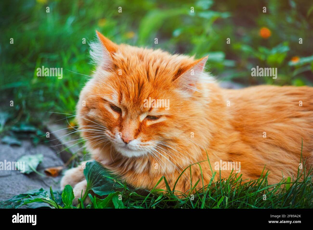 Ginger cat lying down in grass outdoors Stock Photo - Alamy