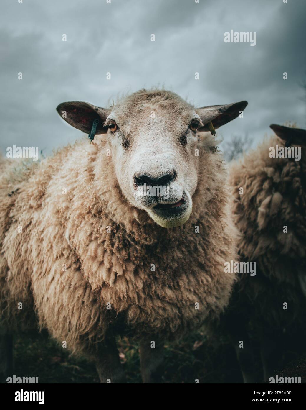 White furry sheep under a cloudy sky Stock Photo - Alamy