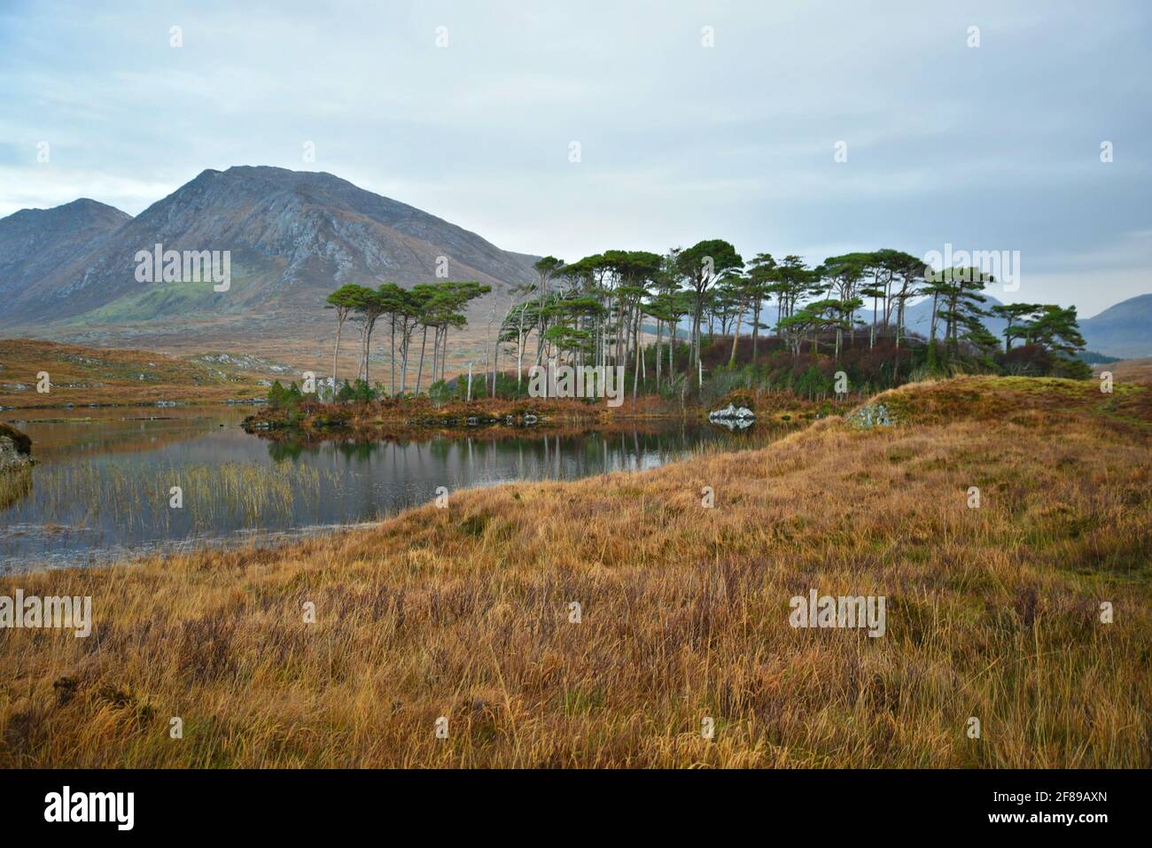 Landscape with scenic view of Pine island with the famous native ...