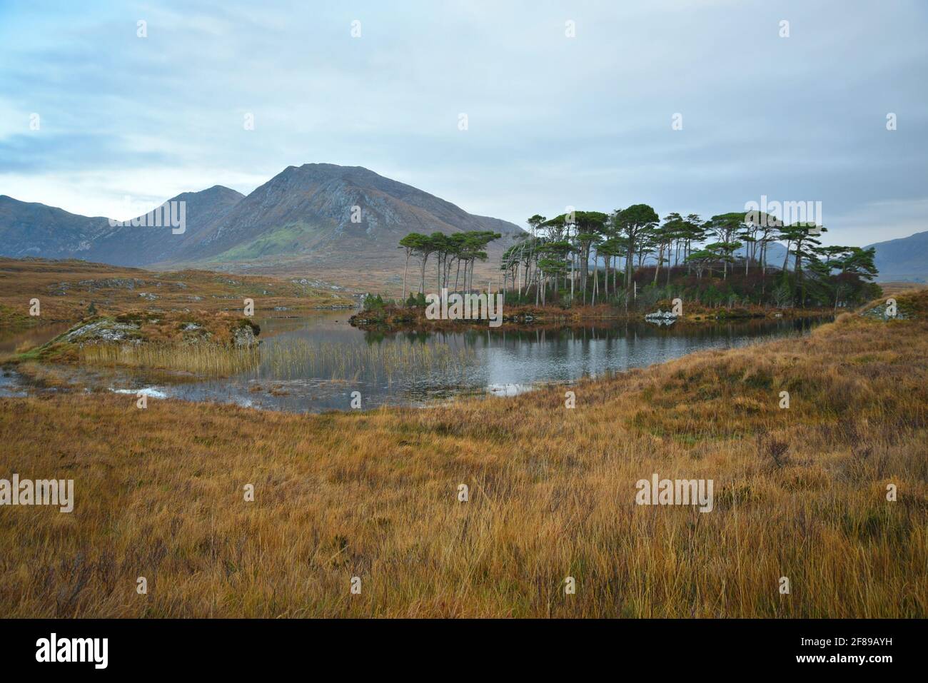 Landscape with scenic view of Pine island with the famous native ...