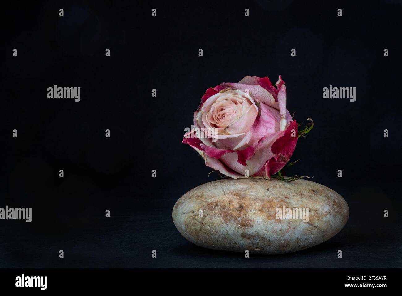 rose with stone Stock Photo - Alamy