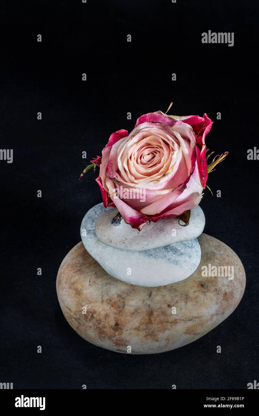rose with stone Stock Photo - Alamy
