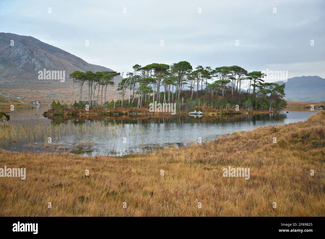 Native trees to ireland hi-res stock photography and images - Alamy