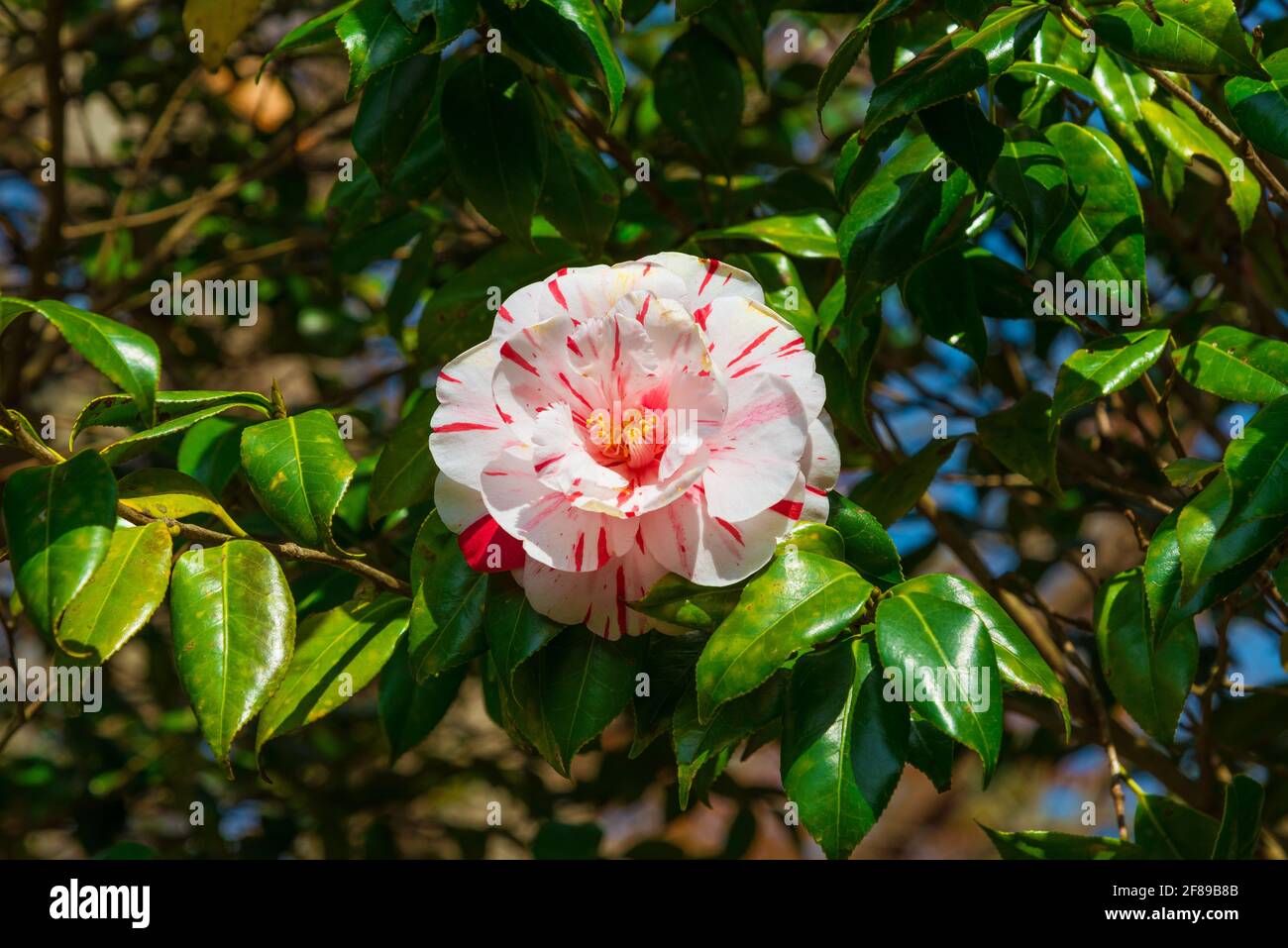 White red camellia flower hi-res stock photography and images - Alamy