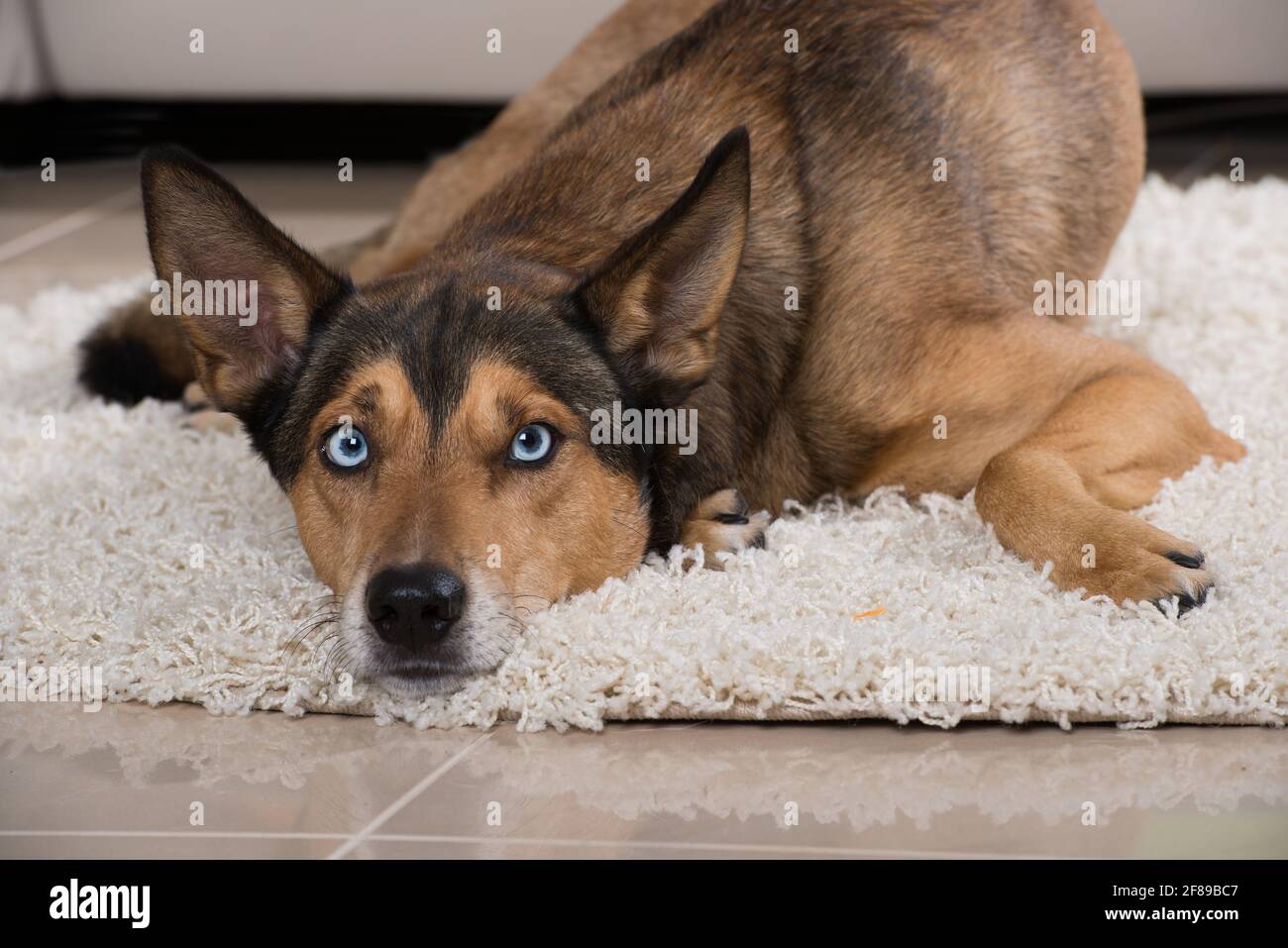 Husky lying in a living room Stock Photo - Alamy