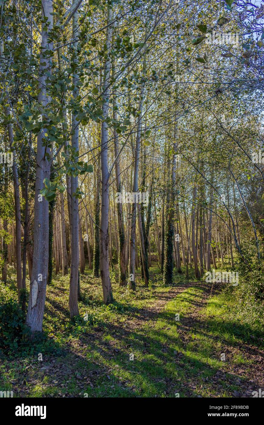 Pine forest in Portugal Stock Photo - Alamy