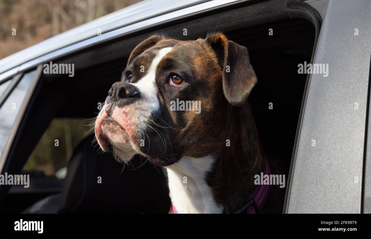 Adorable Female Boxer Dog with Face Out the Car Window Stock Photo - Alamy