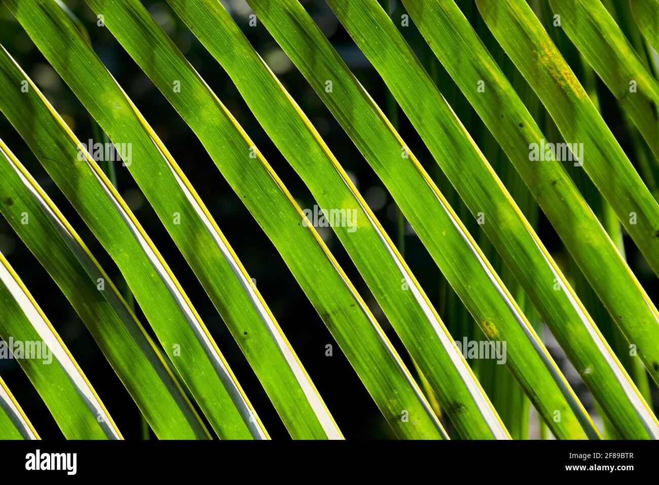 Green coconut leaves background patterns in full frame Stock Photo - Alamy