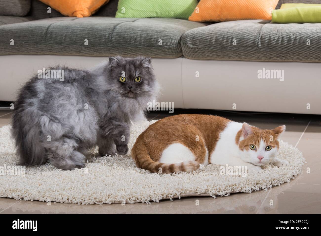 Cats in a living room Stock Photo - Alamy
