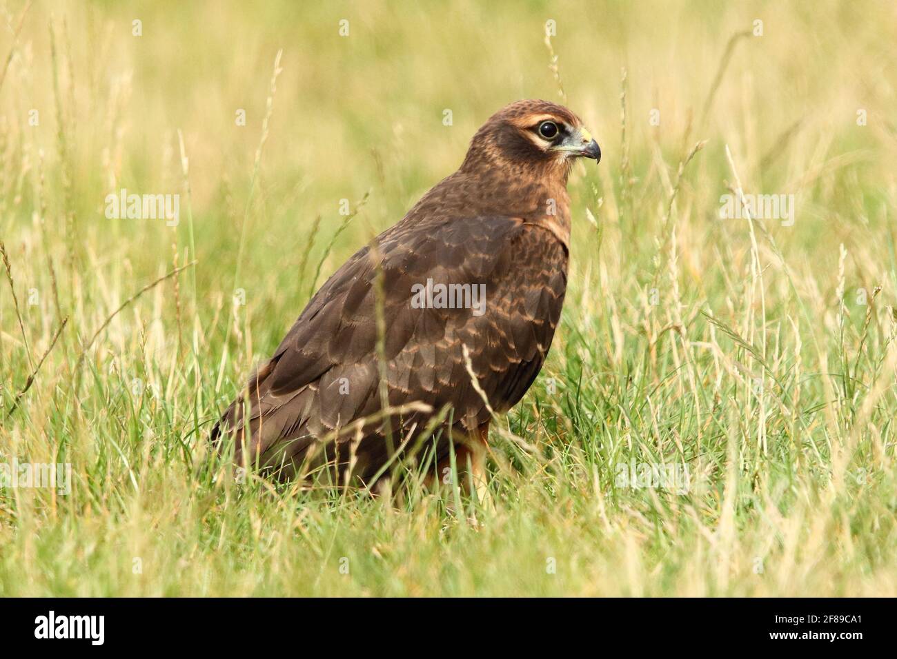 Montagu's harrier (Circus pygargus) female on grass Stock Photo - Alamy