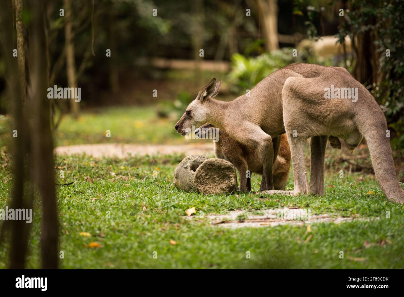 Cute kangaroo ears hi-res stock photography and images - Alamy