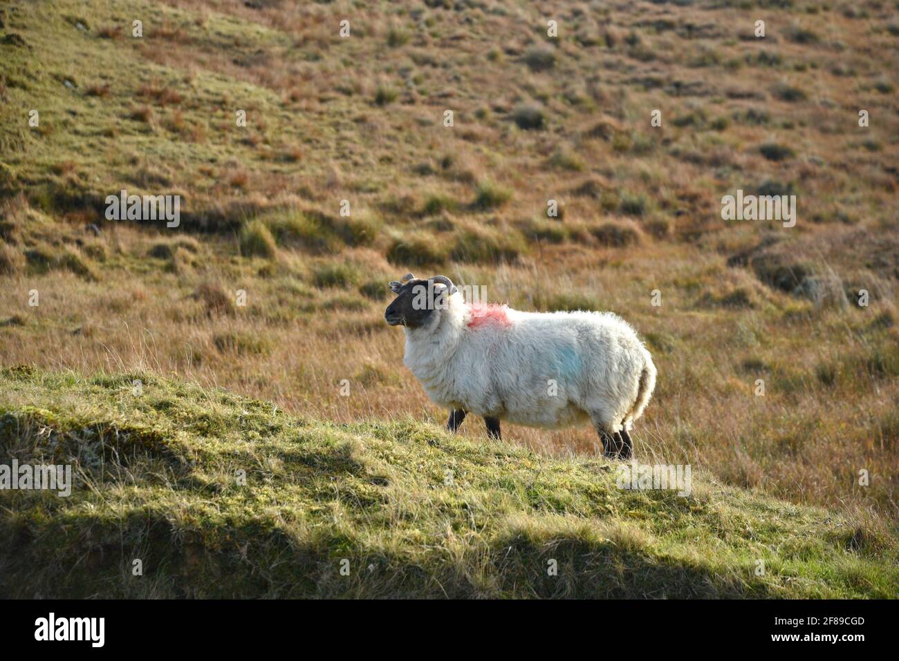 Galway breed sheep in the countryside of Derryclare lake in Connemara ...