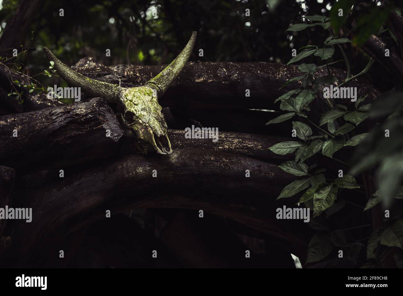 Bull skull head hi-res stock photography and images - Alamy