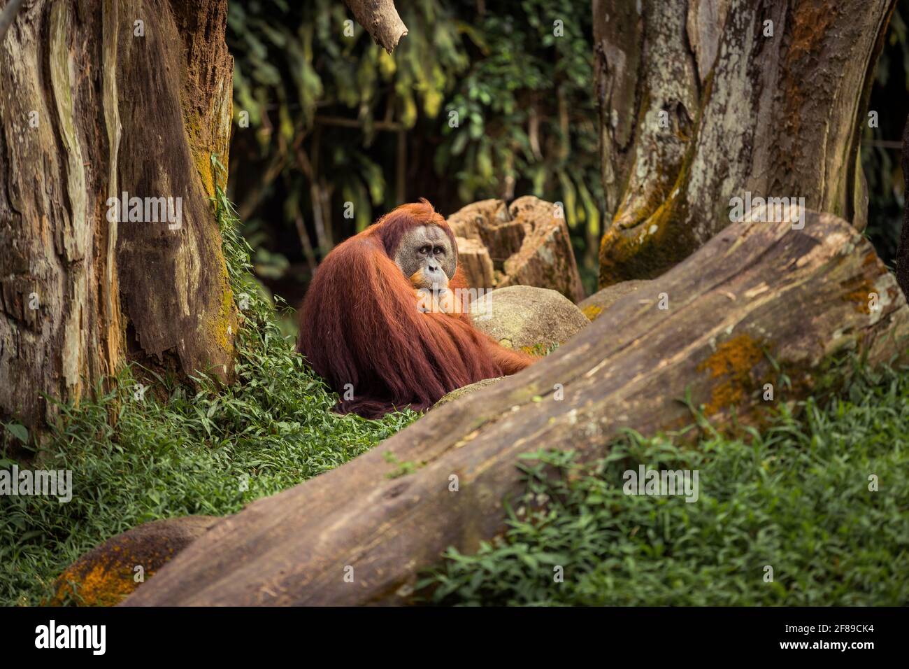 One big male orangutan sitting on the ground and looking at the camera ...