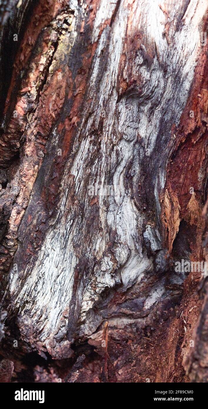 Very close-up and interesting natural patterns and textures on the ...