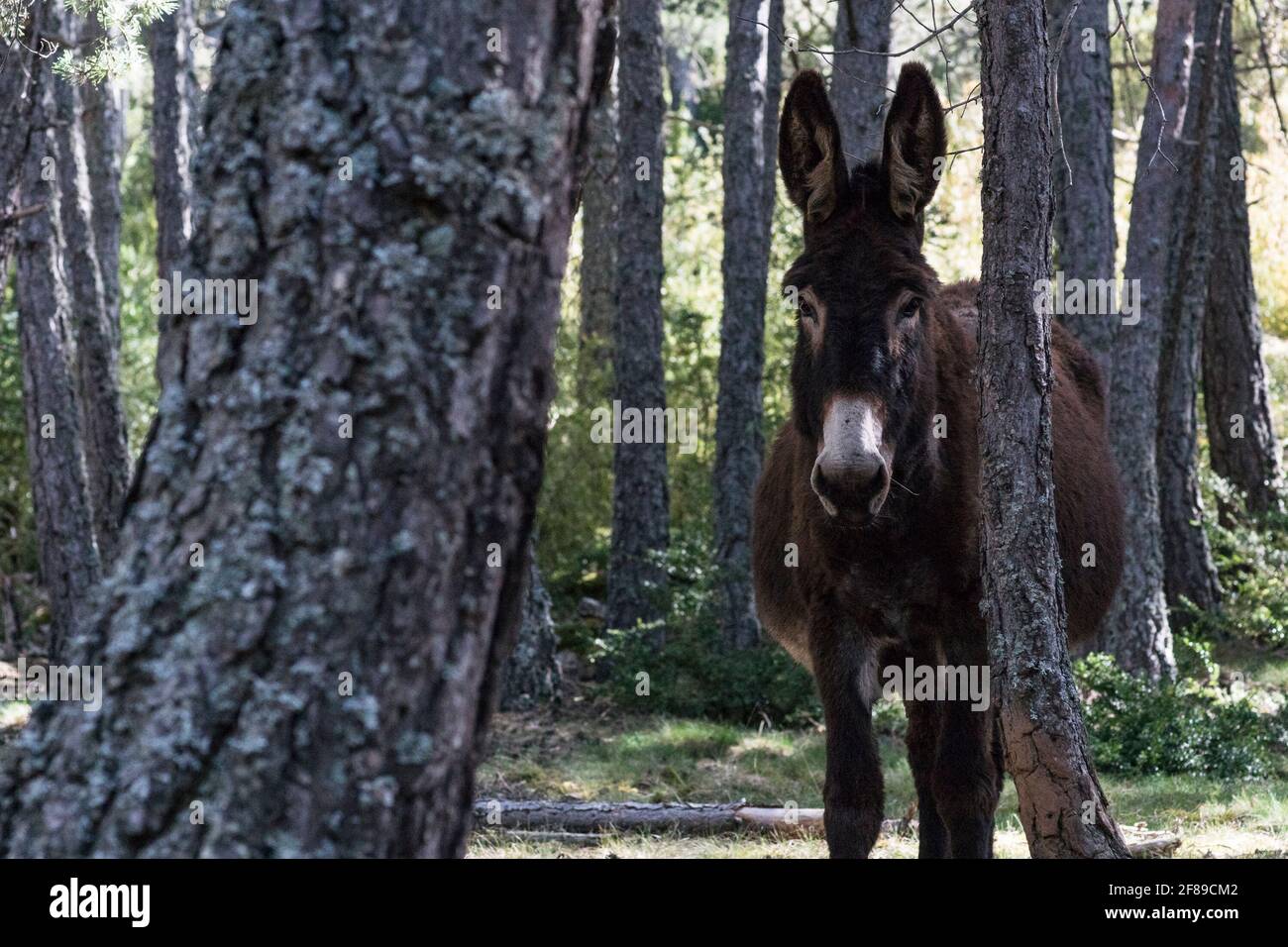 Donkey wood hi-res stock photography and images - Alamy