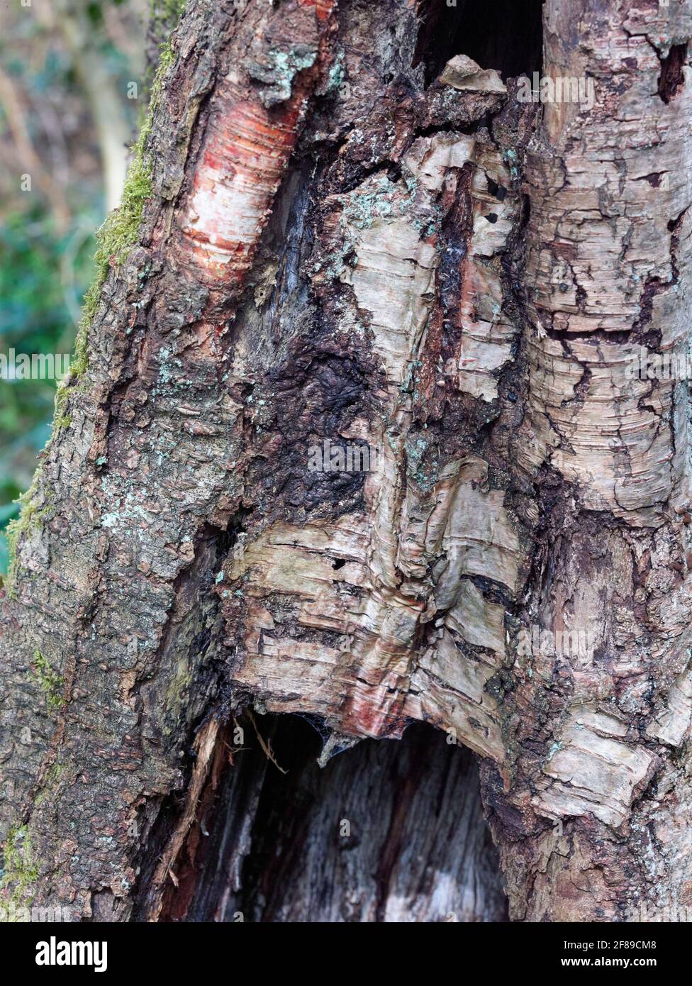 Very close-up and interesting natural patterns and textures on the ...