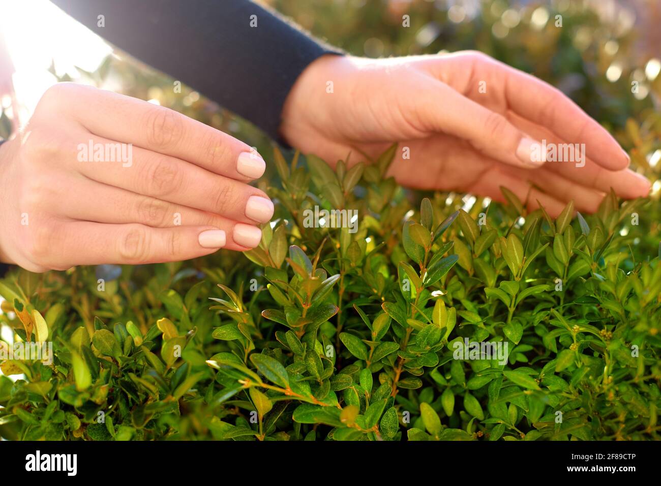 hands holding green plant. Protect the environment concept. world ...