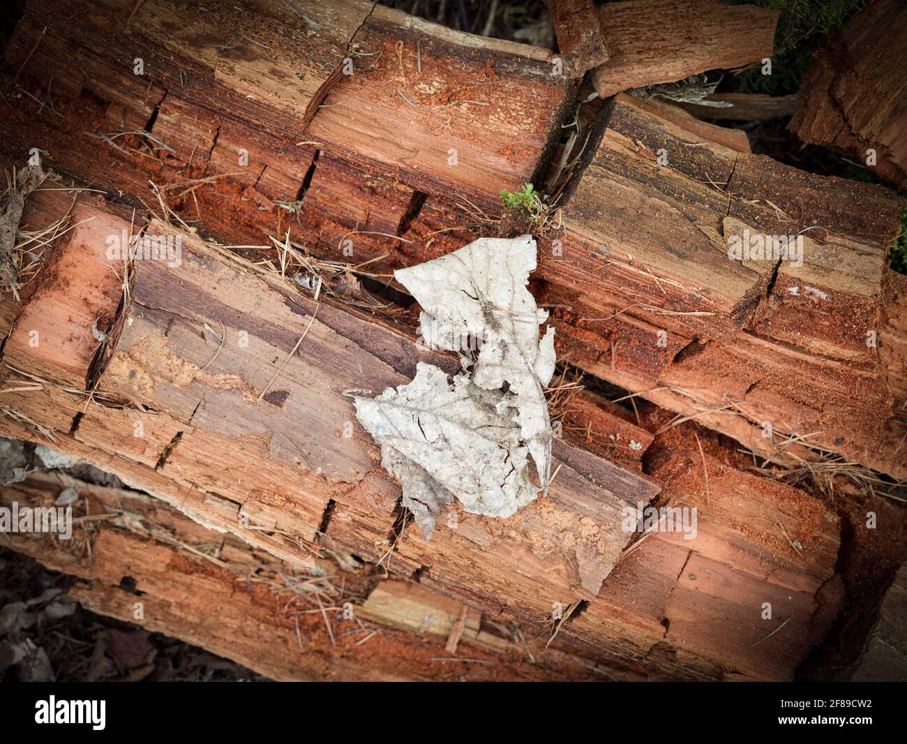 Lifecycle, natural environmental patterns in woodland growth, decline ...