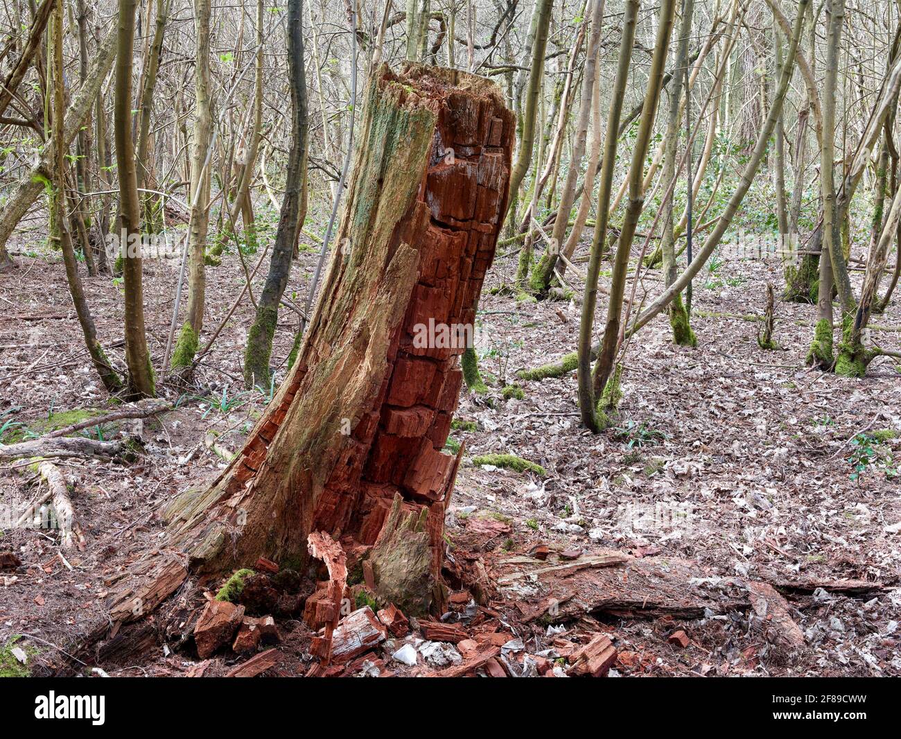 Lifecycle, natural environmental patterns in woodland growth, decline ...