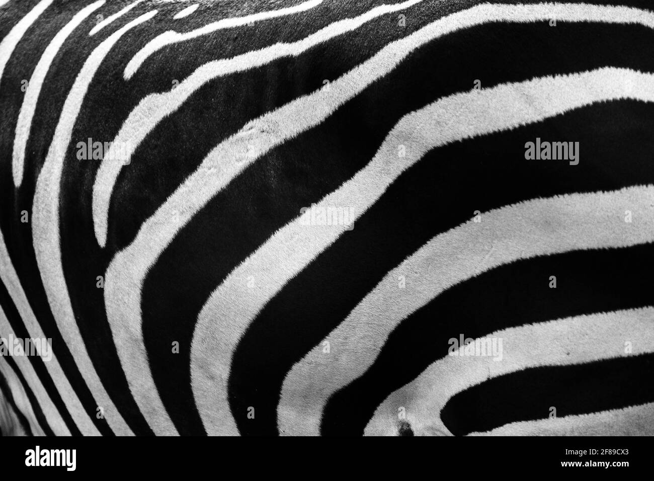 Contrast stripes hi-res stock photography and images - Alamy