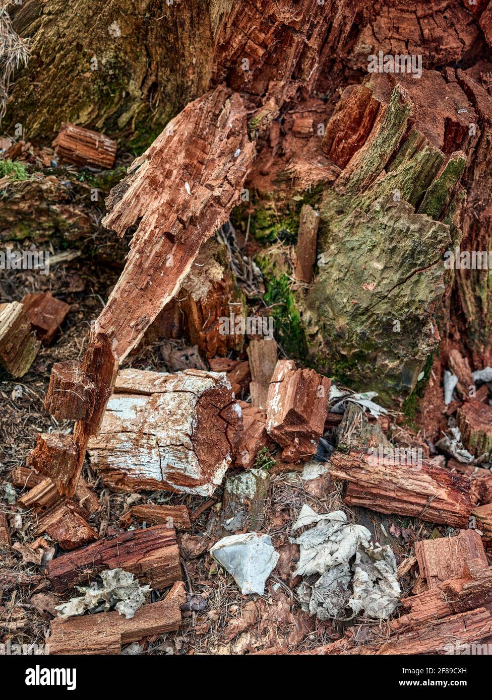 Lifecycle, natural environmental patterns in woodland growth, decline ...