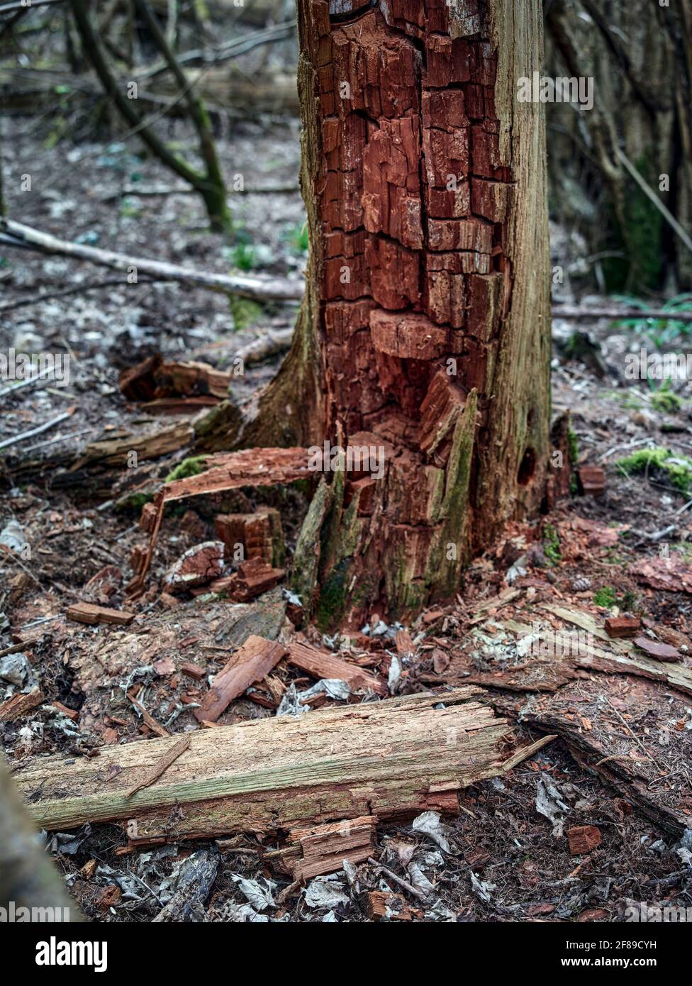Lifecycle, natural environmental patterns in woodland growth, decline ...