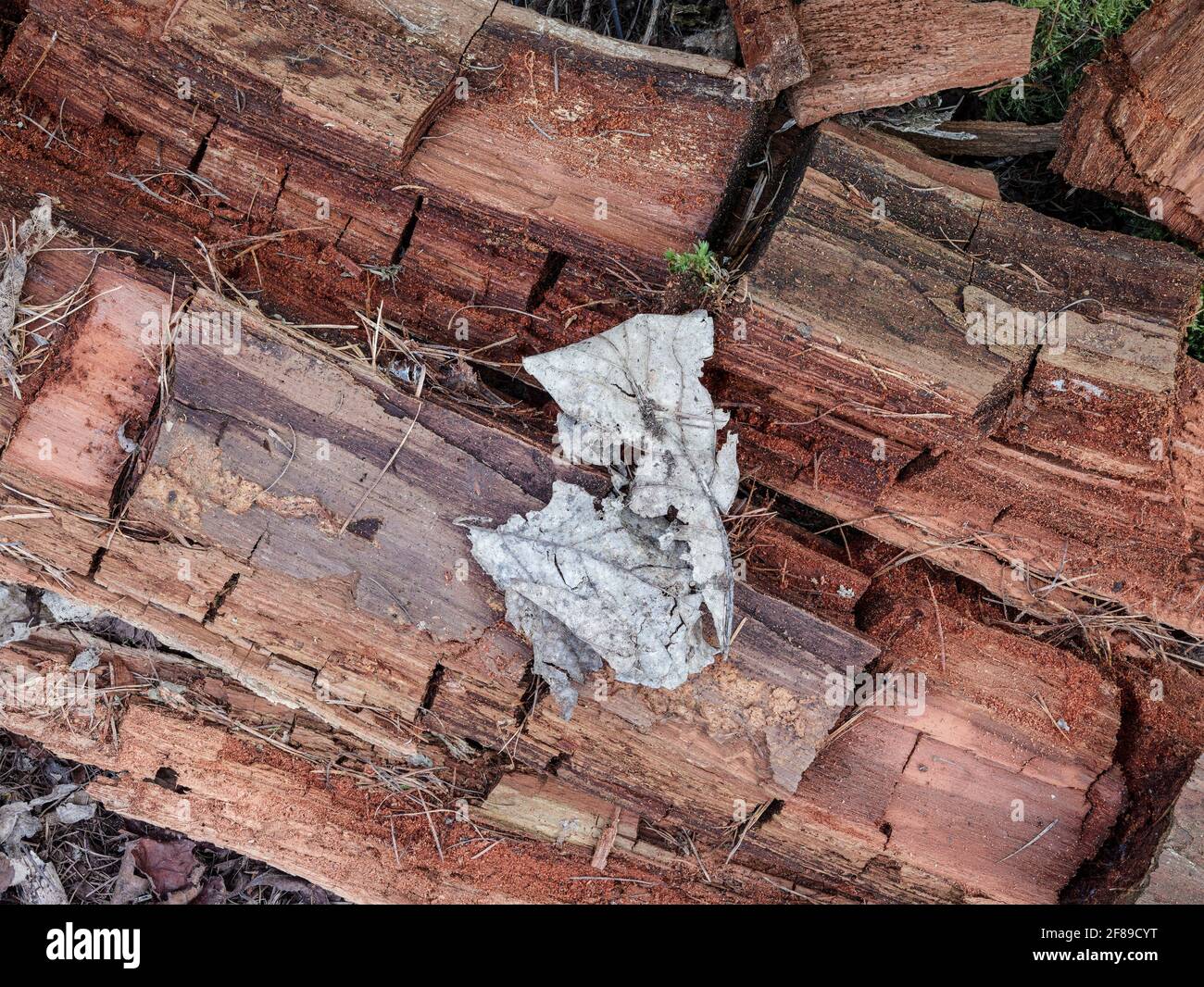 Very close-up and interesting natural patterns and textures on the ...